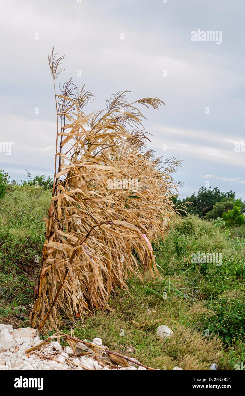 How is the corn tree hi-res stock photography and images - Alamy