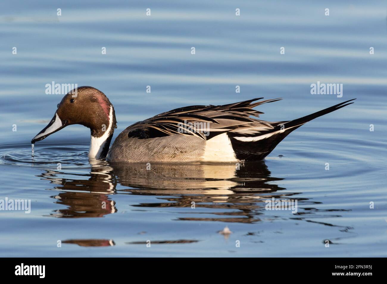 Northern Pintail drake, Anas acuta, in shallow, freshwater wetland, San ...