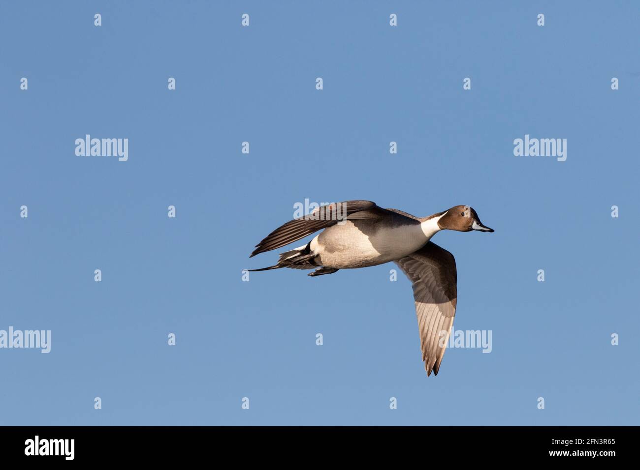 Northern Pintail drake, Anas acuta, in flight over the Grasslands ...