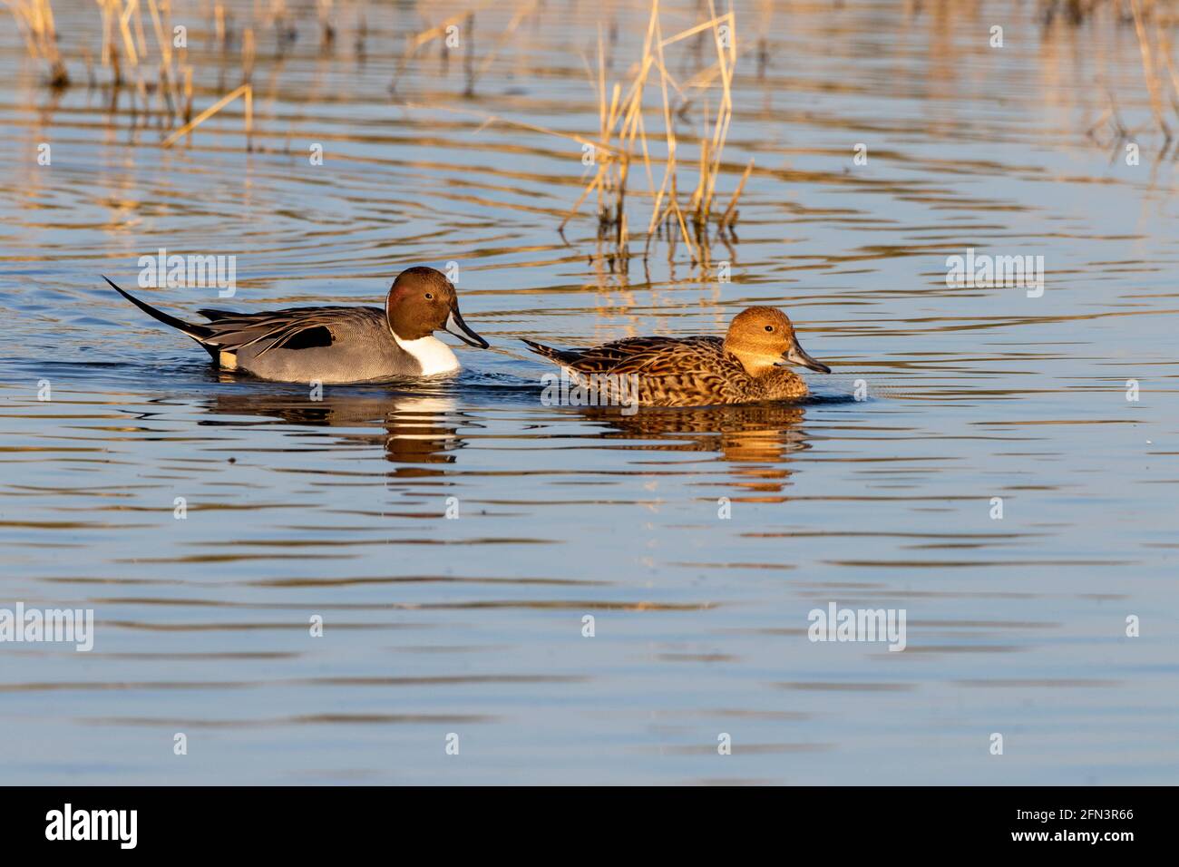 Northern Pintail Hen