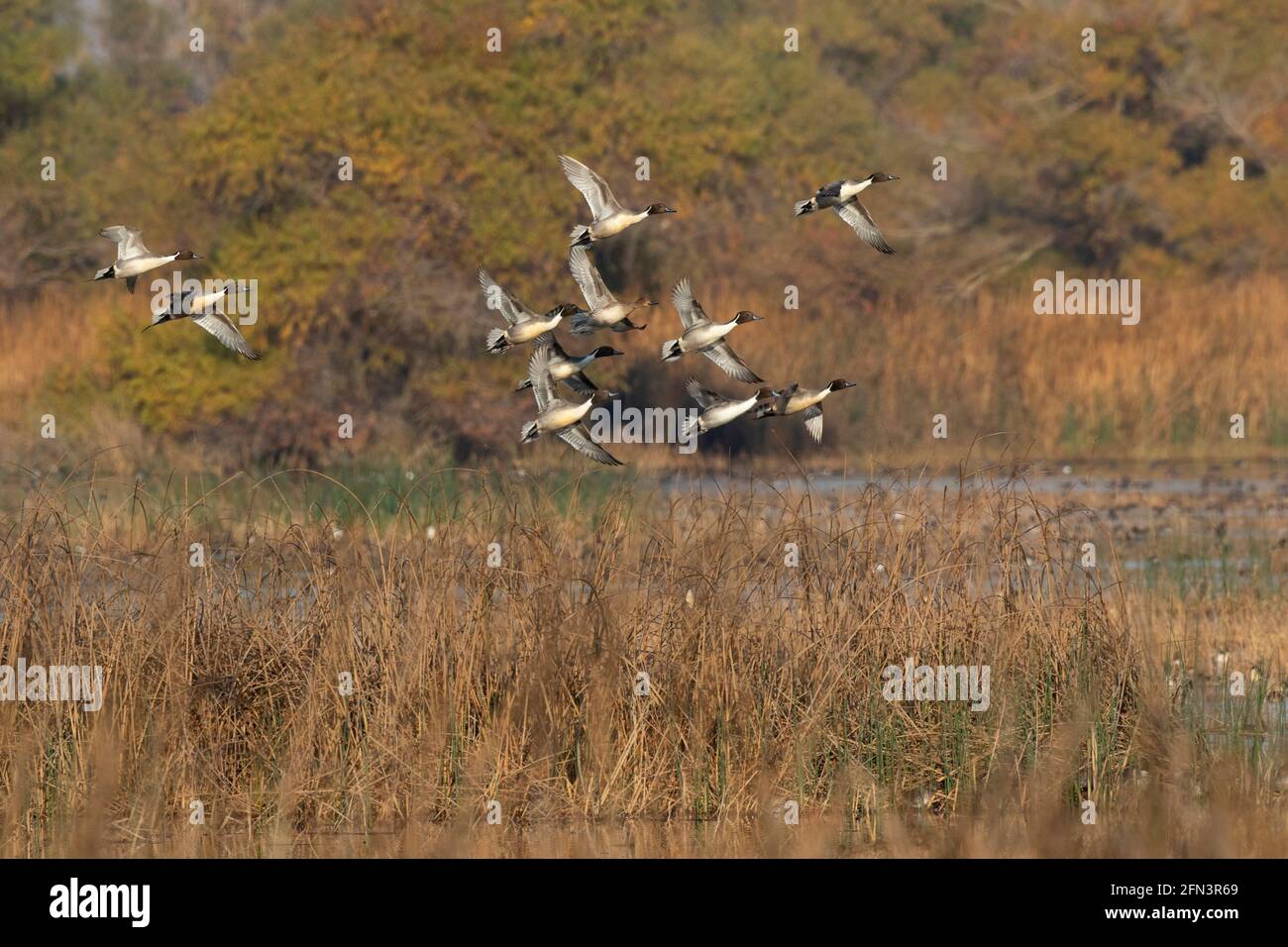 Northern Pintail, Anas acuta, courtship flight over a San Joaquin ...