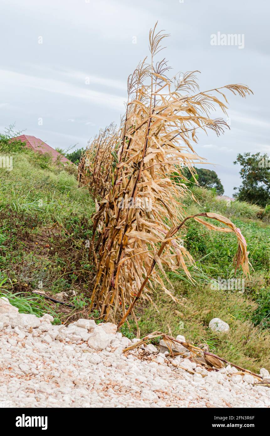 Dried Corn Trees Stock Photo - Alamy