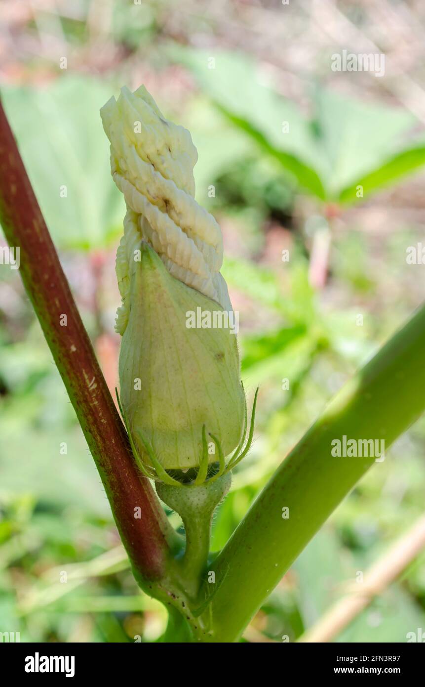 Beautiful Okra Flower High Resolution Stock Photography and Images - Alamy