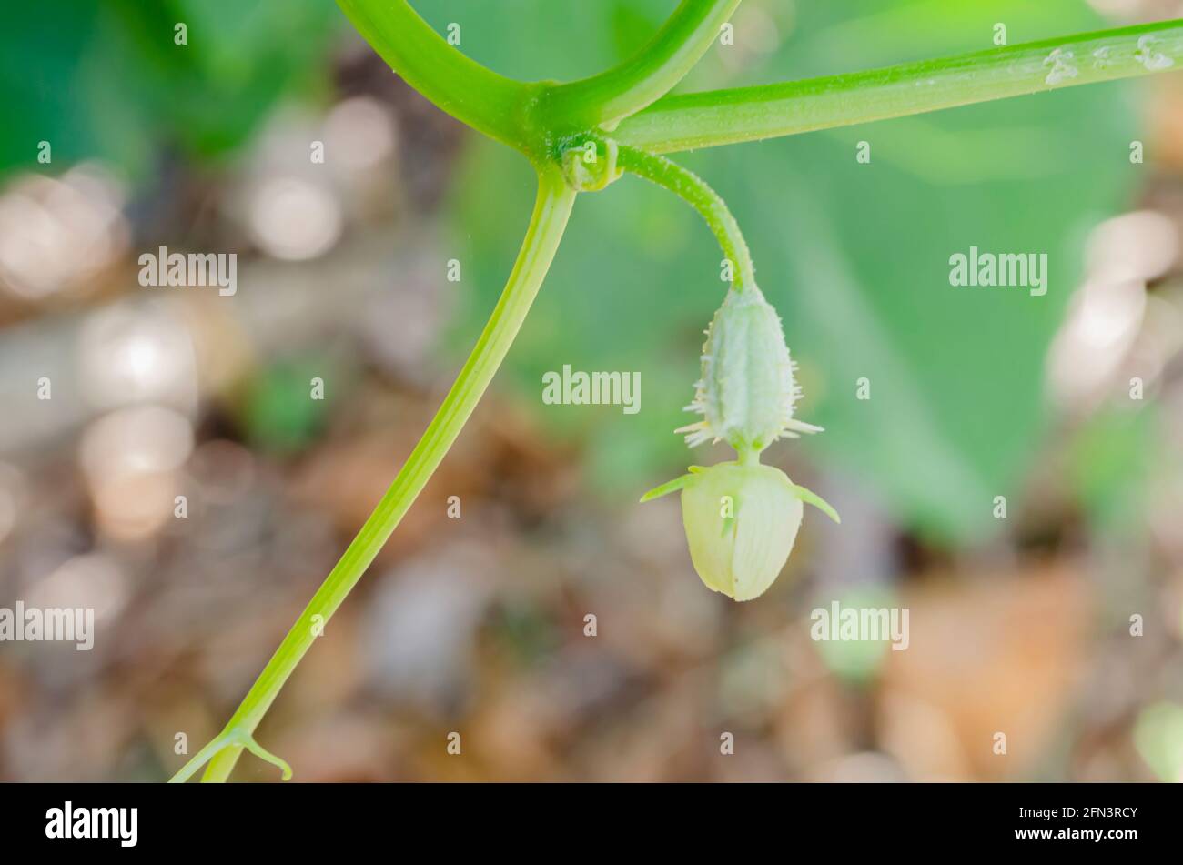 Female Christophine Blossom Stock Photo - Alamy