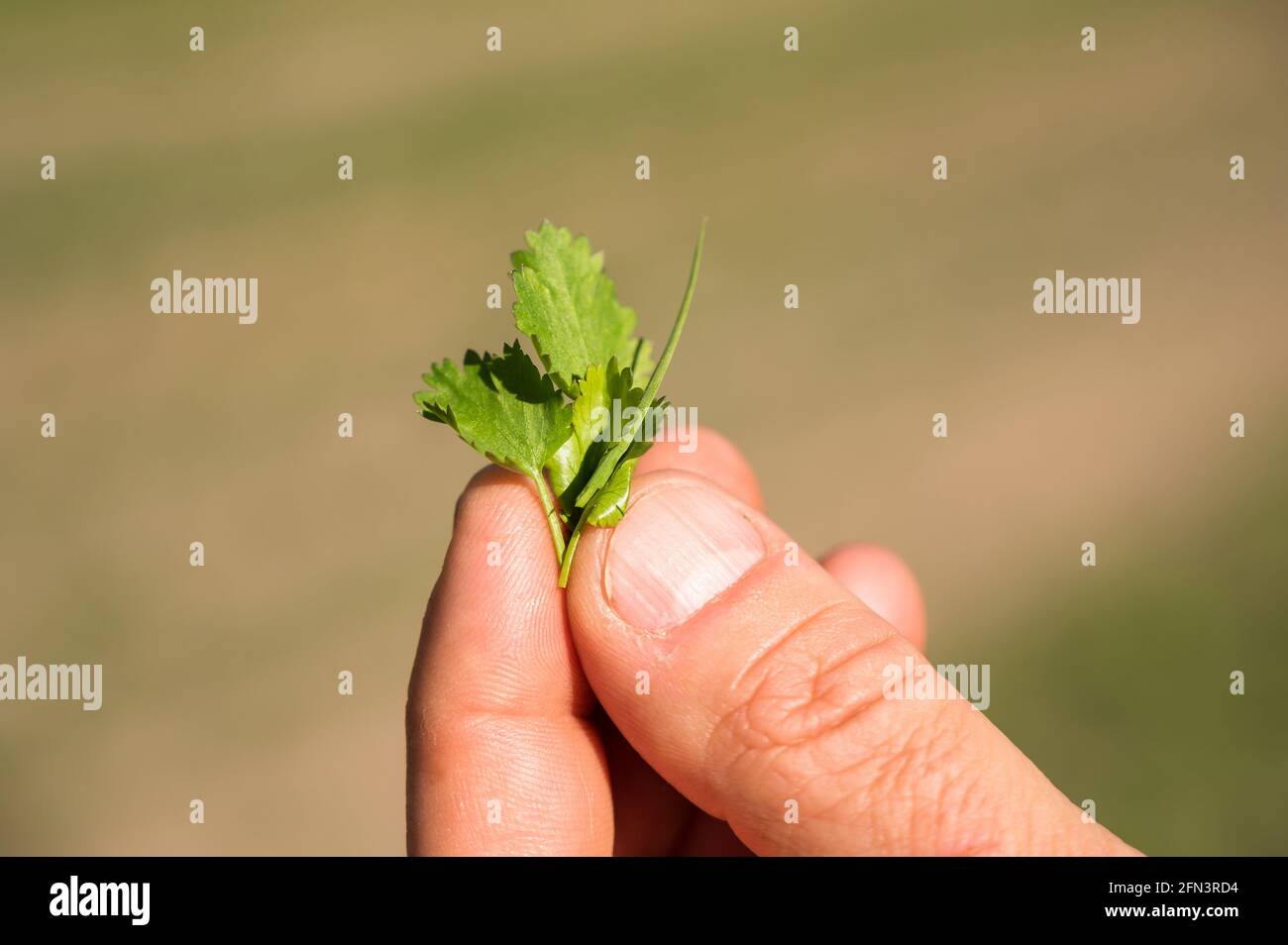 A close up of a sprig of cilantro held in the hand of a Canadian ...