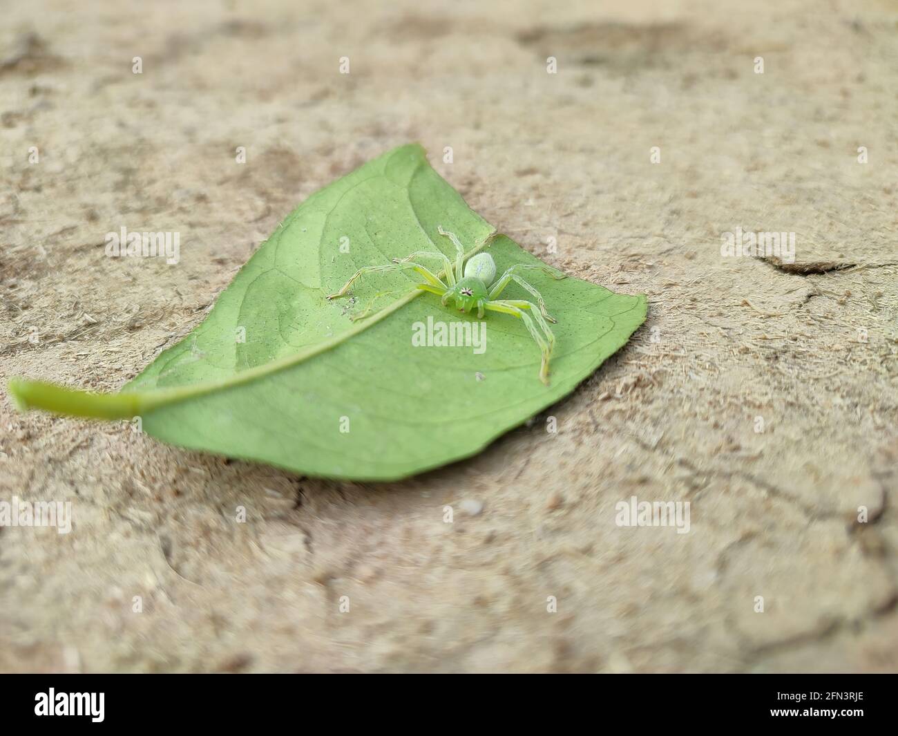 Closeup of green spider on leaf on the ground Stock Photo - Alamy