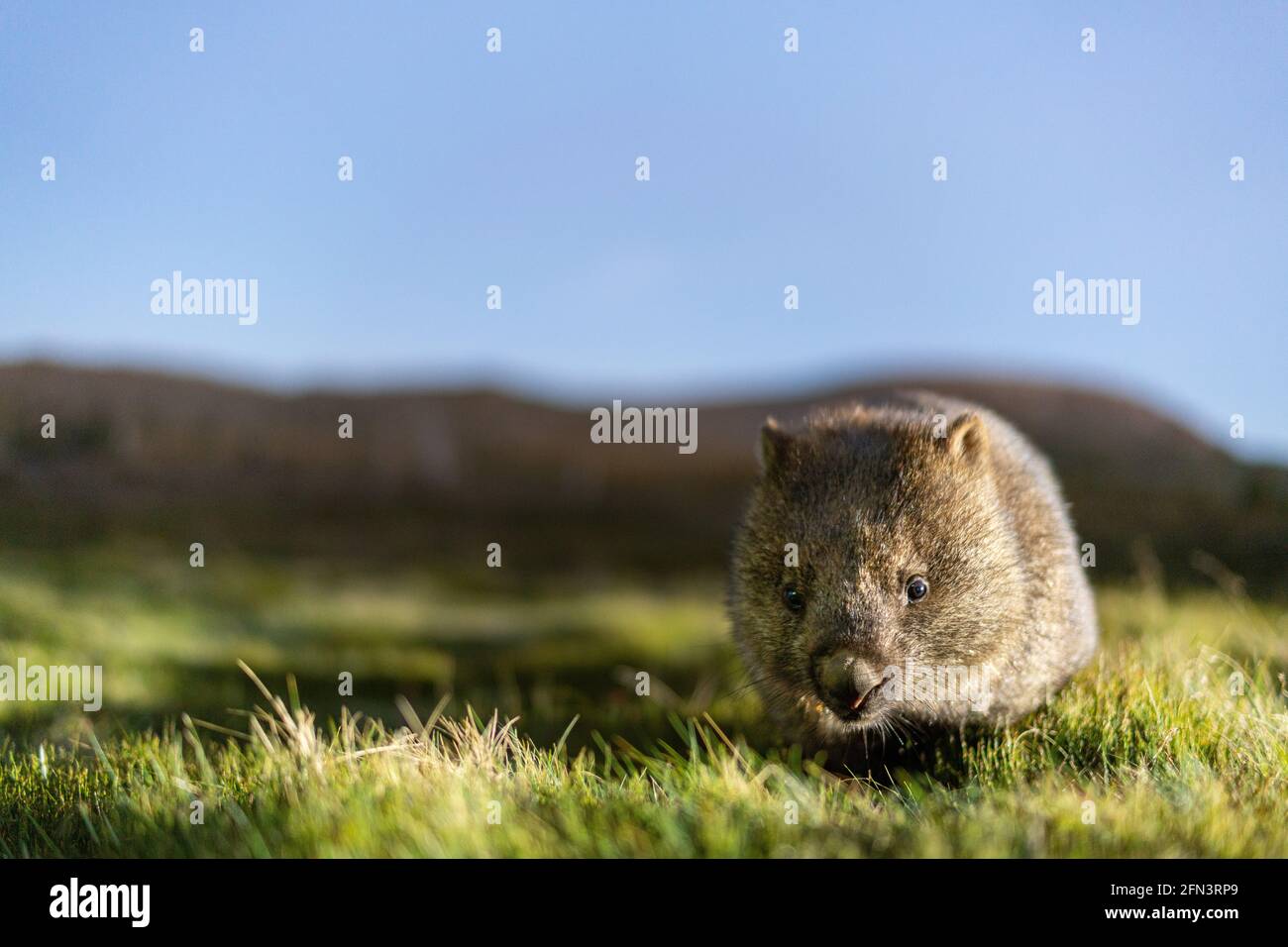 Australian Wombat, side lit with shallow depth of field Stock Photo - Alamy
