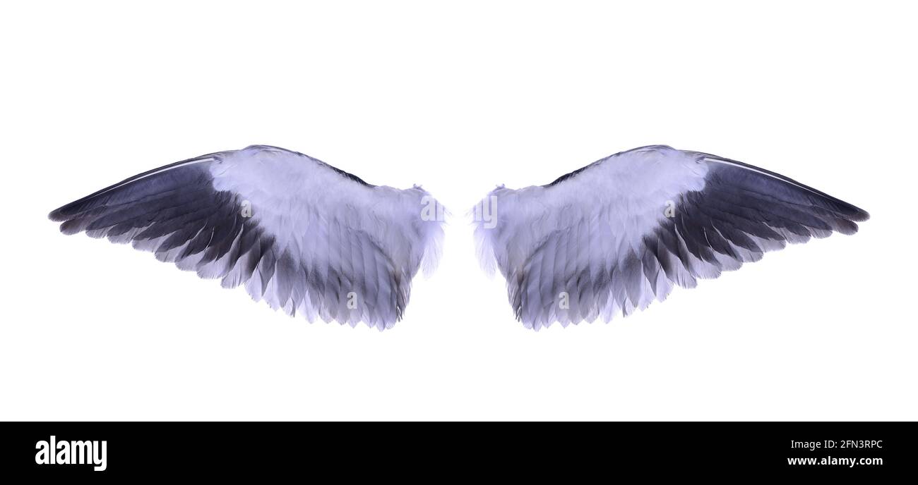 wing of birds on white background Stock Photo - Alamy