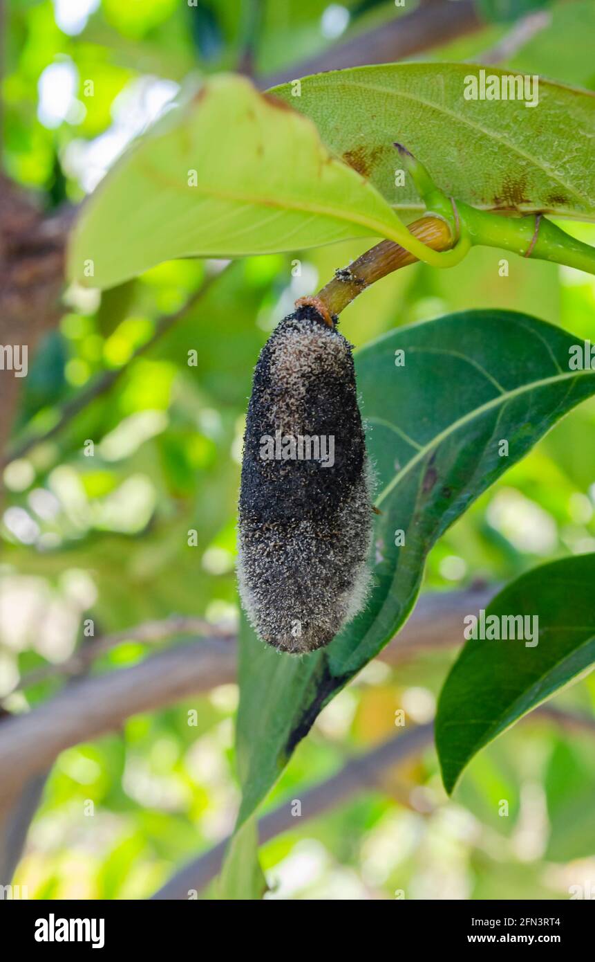 Jackfruit Rhizopus Rot Disease Stock Photo - Alamy