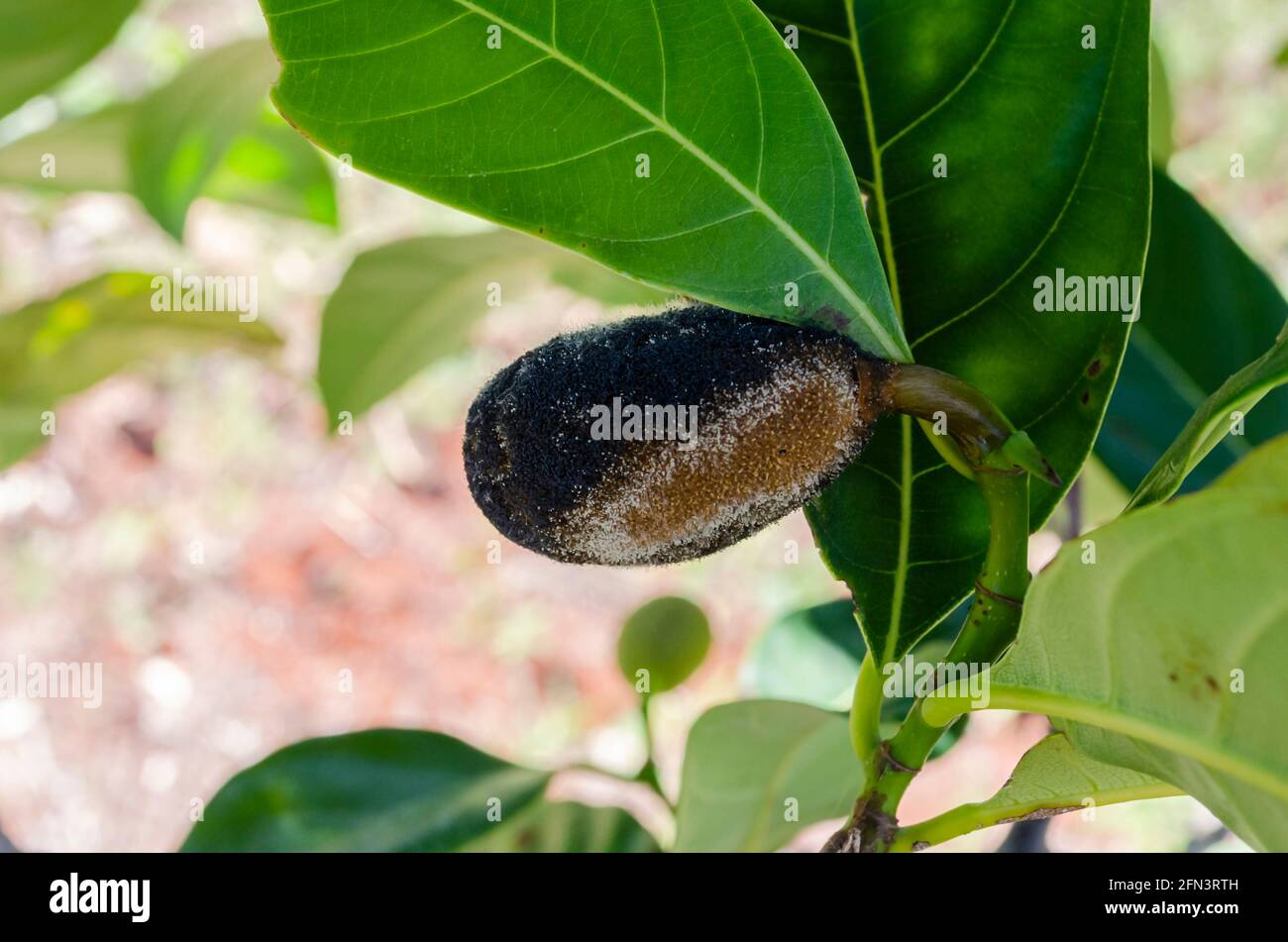 Progressing Jackfruit Rhizopus Rot Disease Stock Photo - Alamy