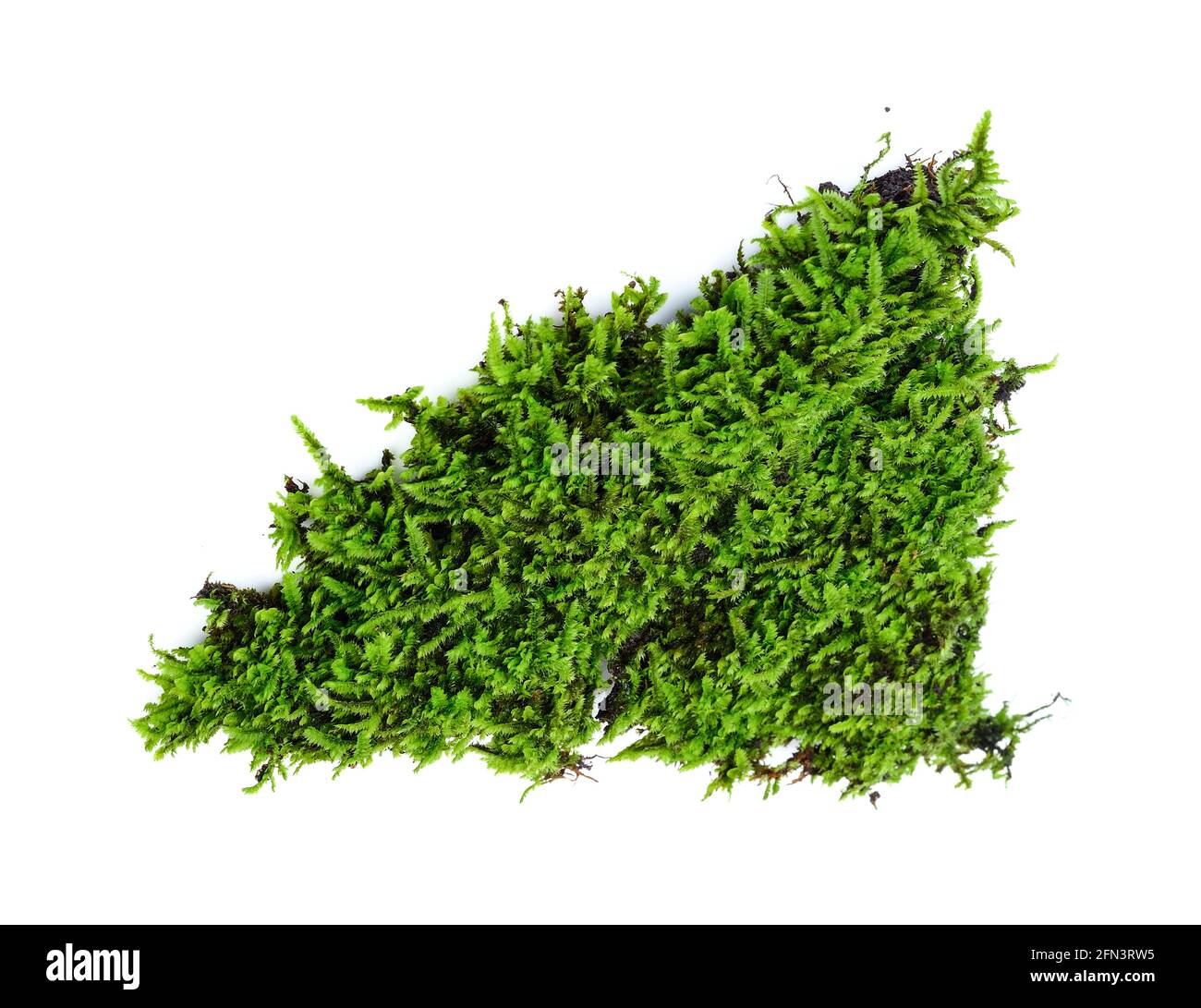 Moss on white background Stock Photo - Alamy