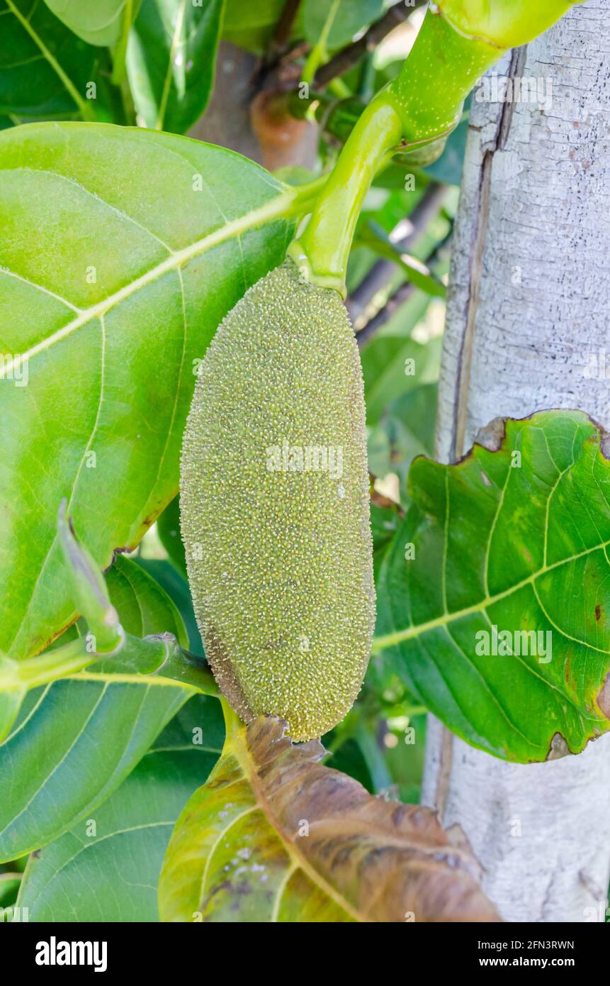 Jackfruit plants hi-res stock photography and images - Alamy
