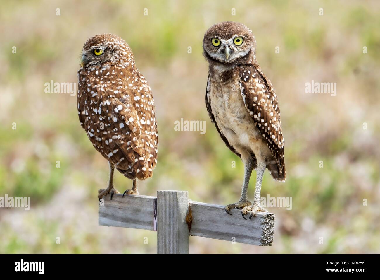 Florida Owls Species