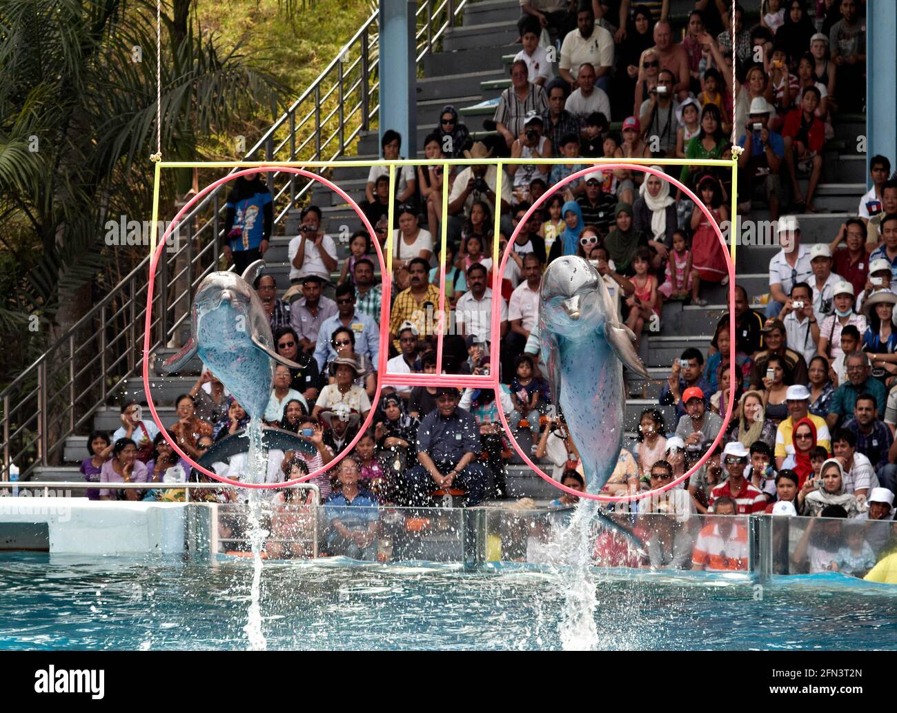 Dolphins jumping through hoops at Safari World, Bangkok, Thailand Stock ...