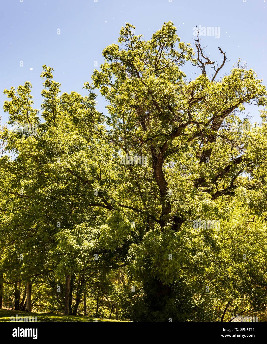 Gnarly trees hi-res stock photography and images - Alamy