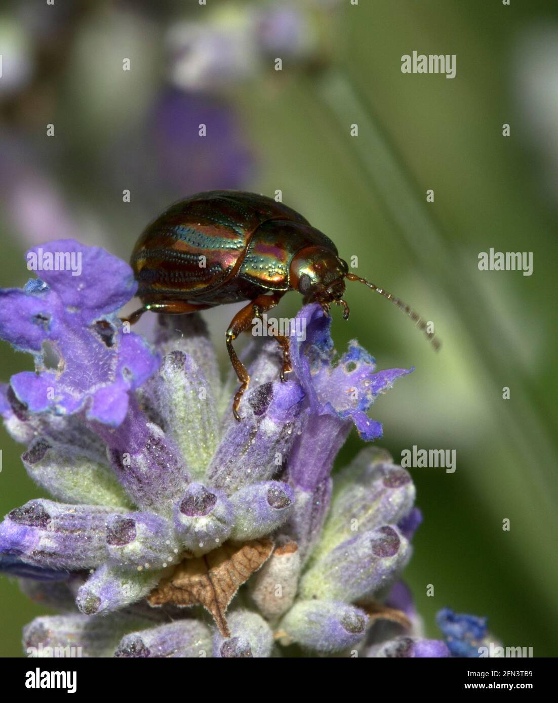 British isles beetle hi-res stock photography and images - Alamy
