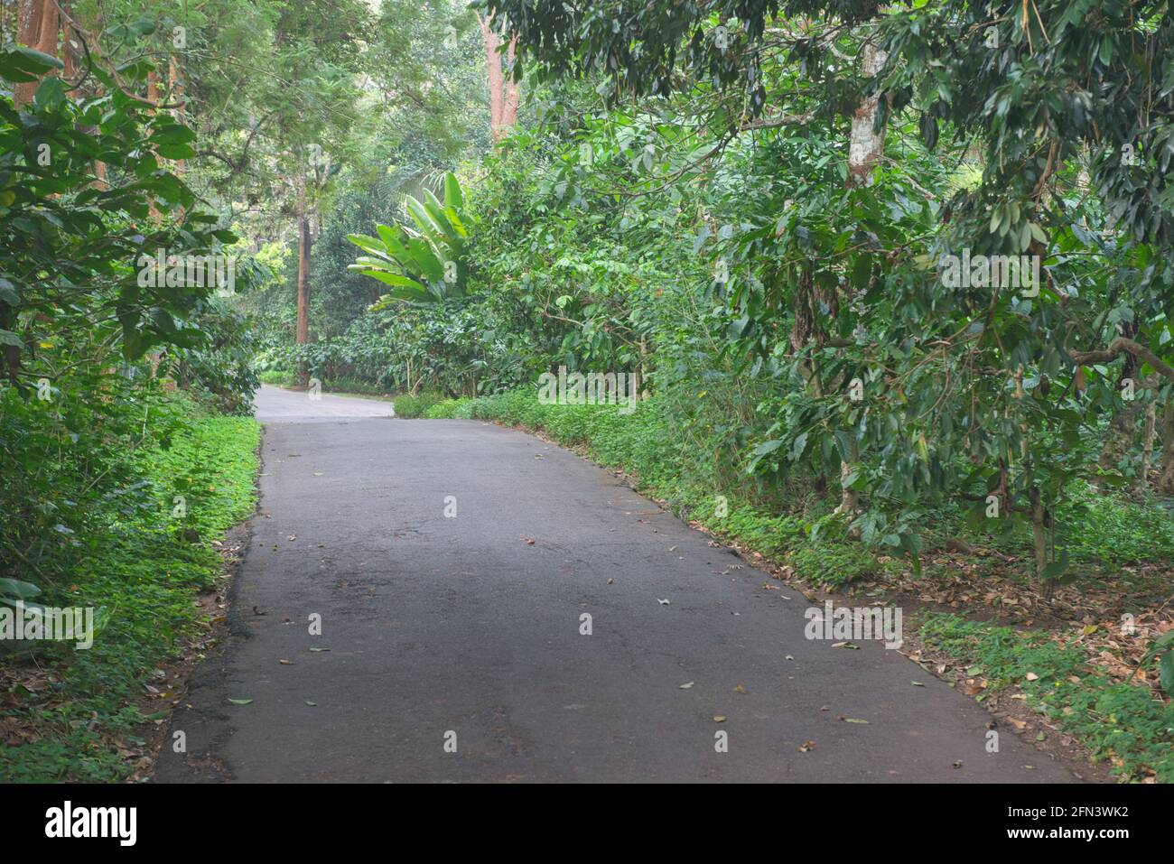 A asphalt road through a tropical forest or plantation Stock Photo - Alamy