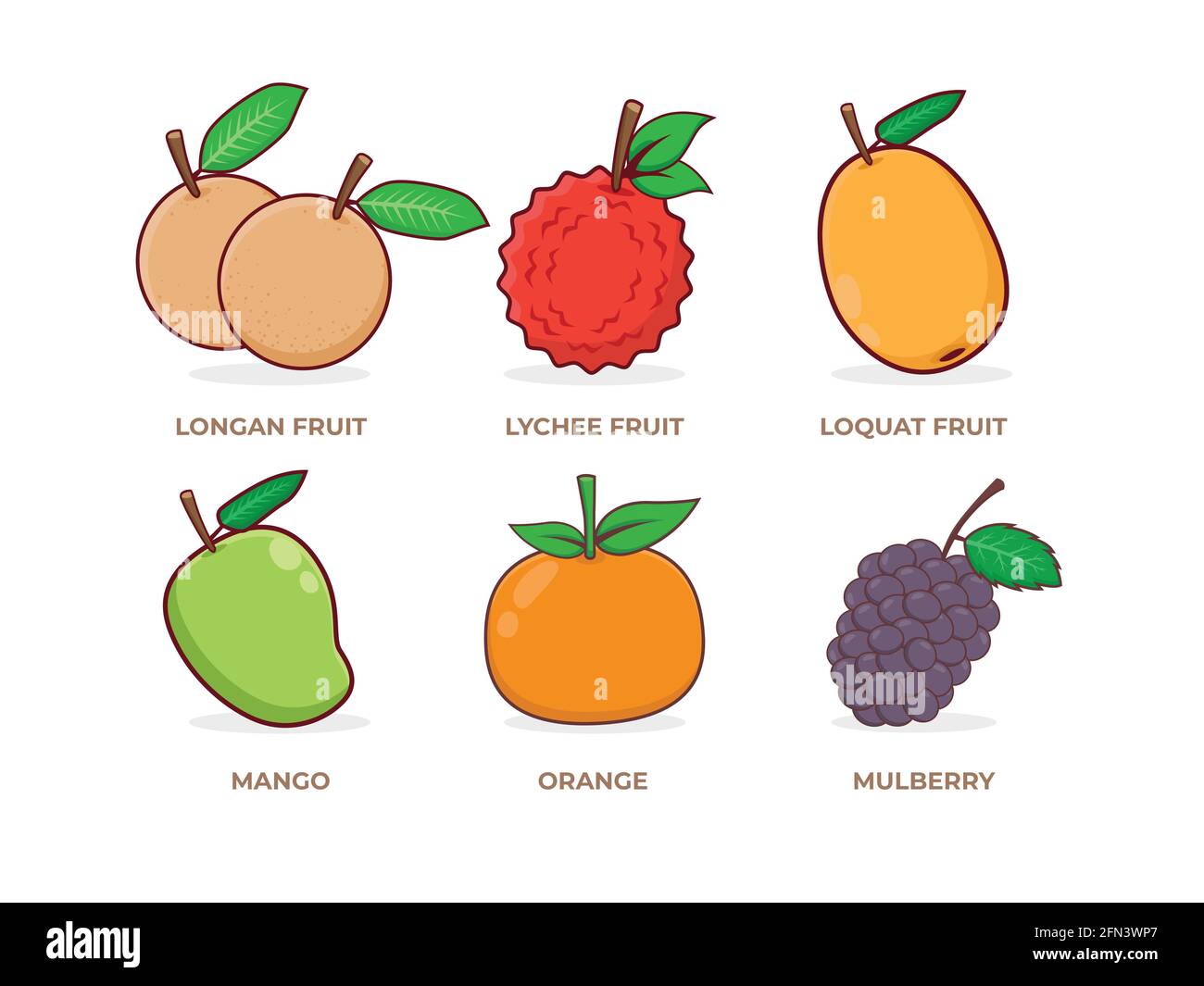 Fruit Set Illustration of various fruits. Longan Fruit, Lychee Fruit ...