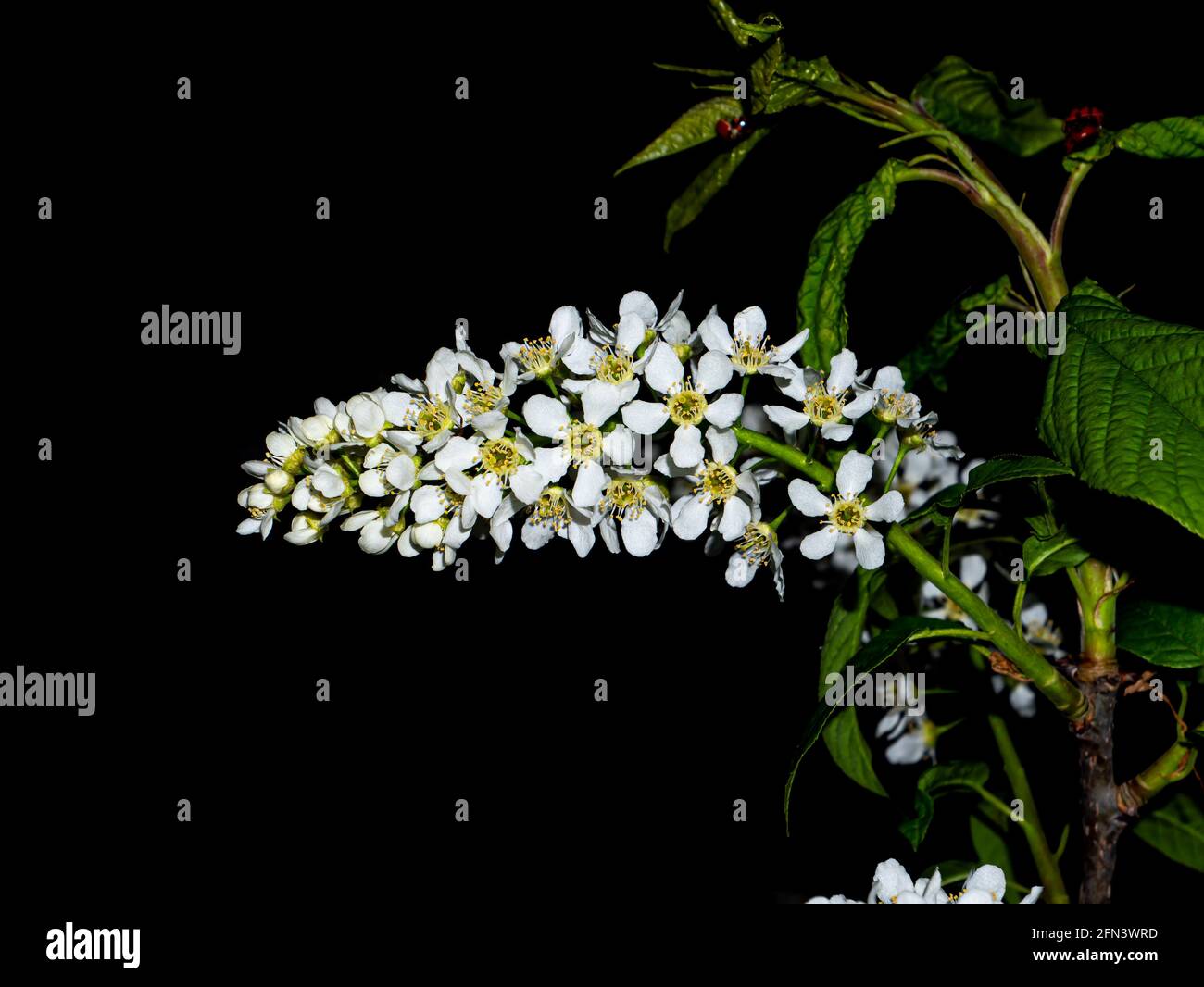 Blooming white Prunus padus tree in the night darkness. White flowers ...