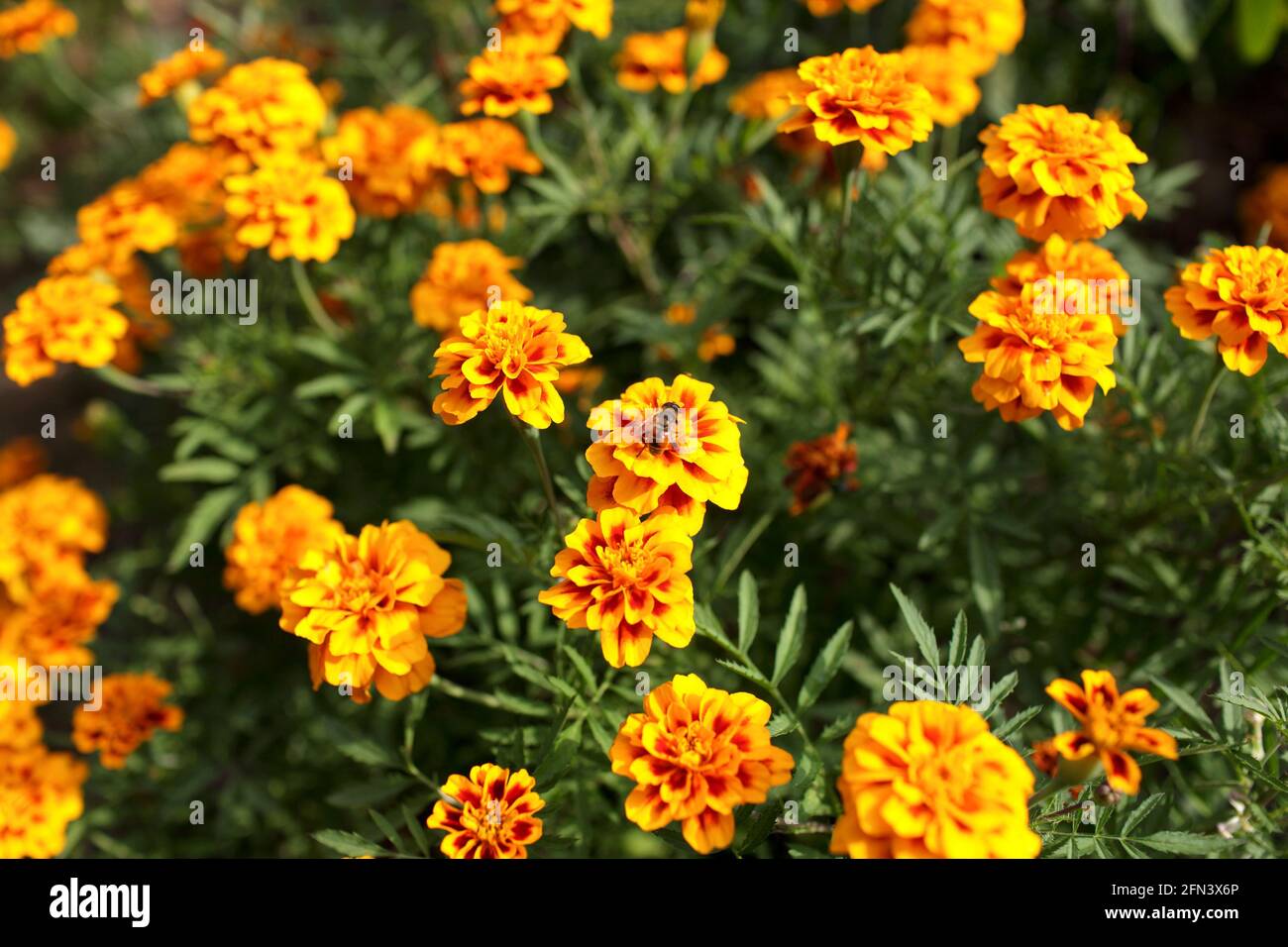African Marigold in garden. It is a big, flamboyant, colorful punch of ...