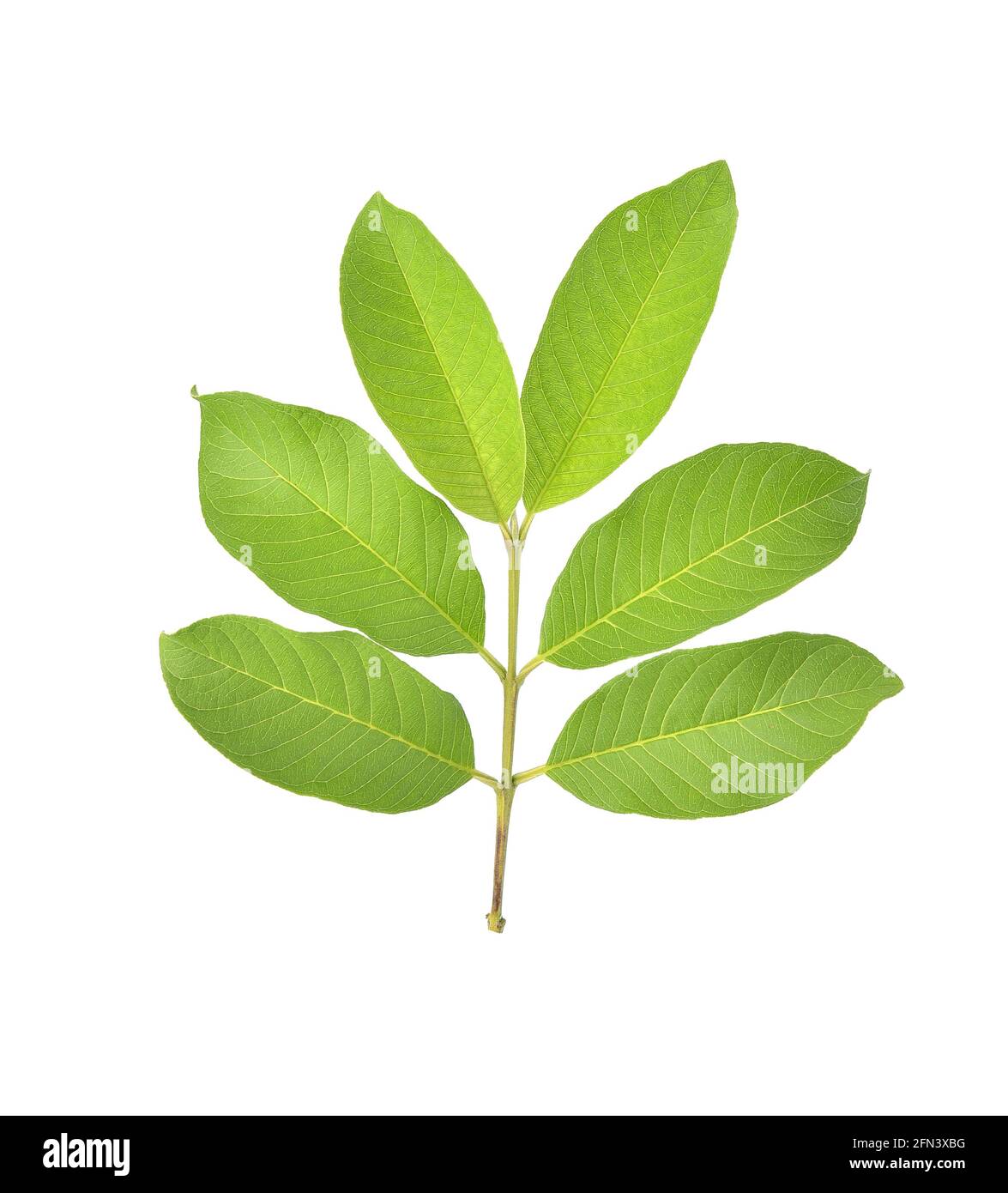 Guava leaves isolated on white background Stock Photo - Alamy
