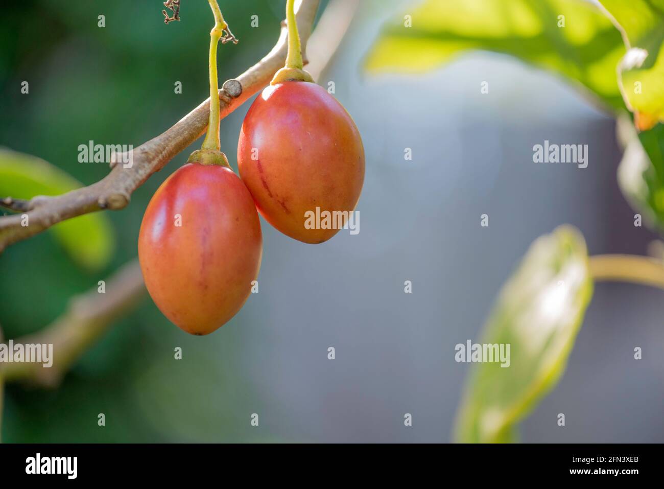 Ripe Tamarillos (family Solanaceae (the nightshade family) hang from a ...