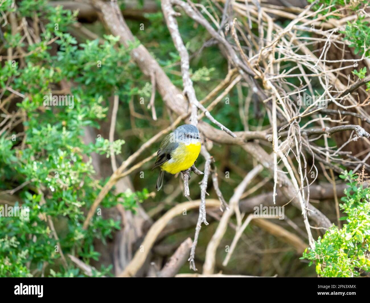 Eastern Yellow Robin in the wild, Victoria, Australia Stock Photo - Alamy