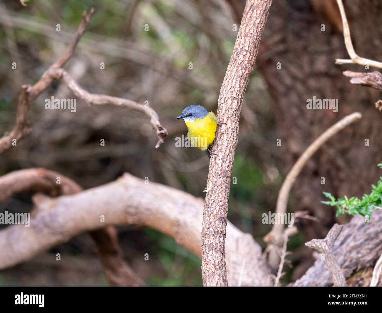 Eastern Yellow Robin in the wild, Victoria, Australia Stock Photo - Alamy