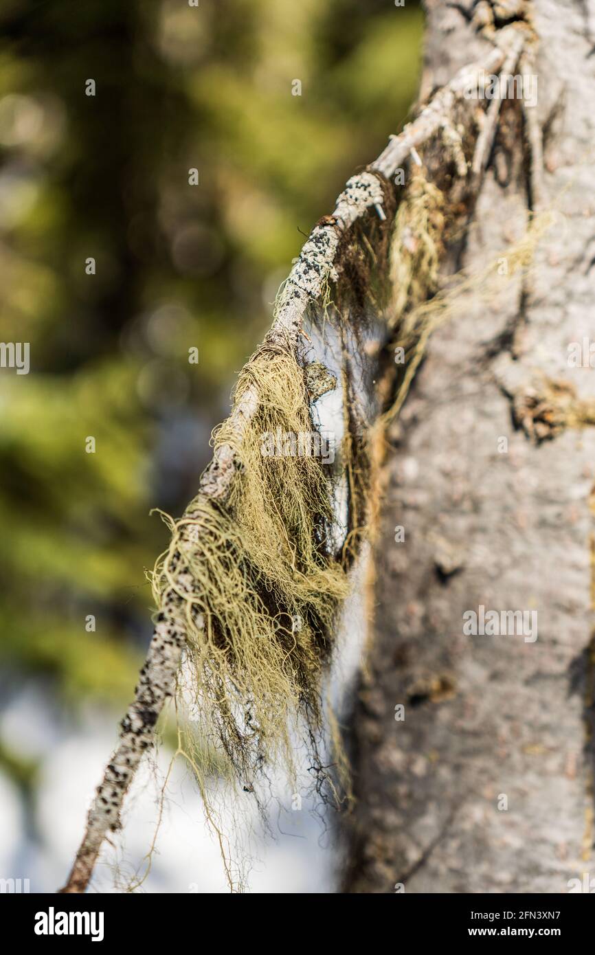 Inside old forest hi-res stock photography and images - Alamy