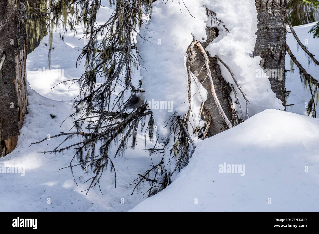 fallen tree under snow green forest beautiful british columbia Stock ...
