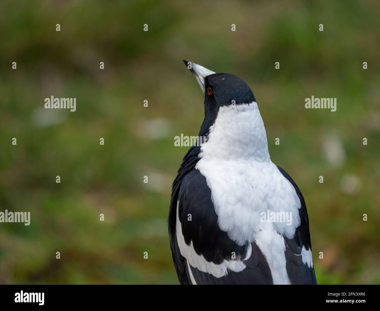 Australian native magpie hi-res stock photography and images - Alamy