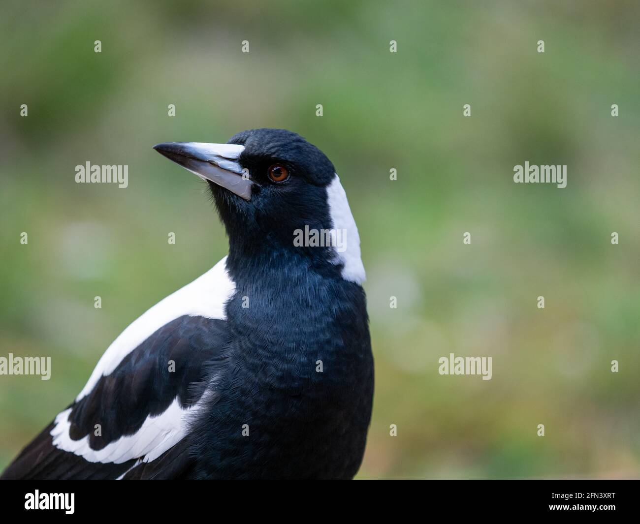 Australian native birdlife hi-res stock photography and images - Alamy