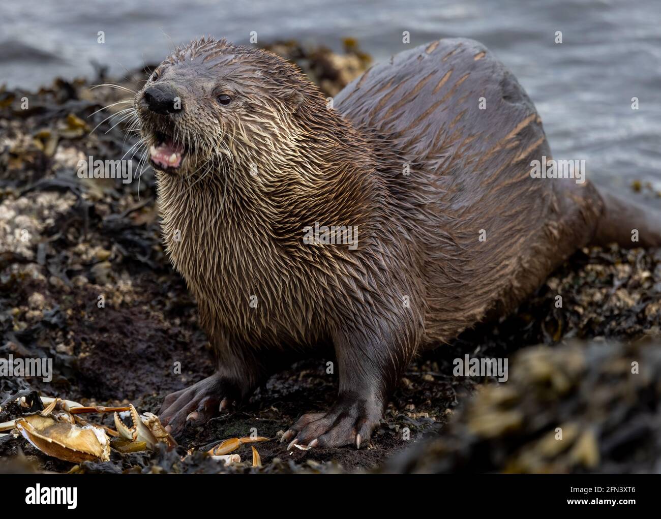 Otter with crab hi-res stock photography and images - Alamy