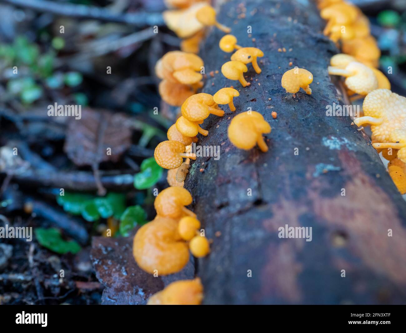 Orange fungus orange fungi hi-res stock photography and images - Alamy
