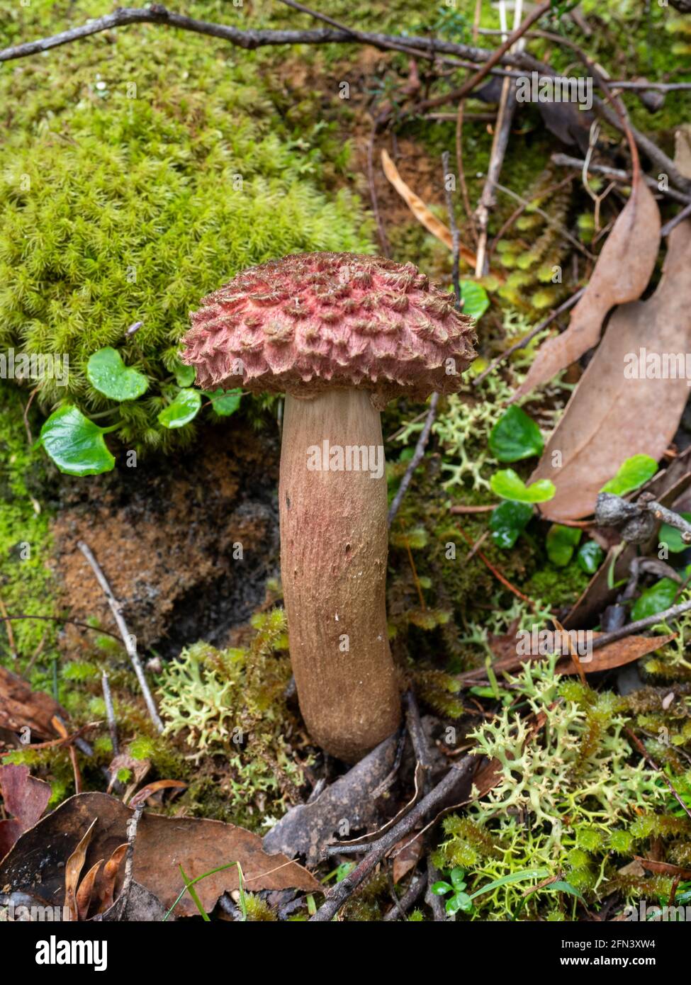 Unusual fungi covered in pink fibrous tufts / scales (Boletellus ...
