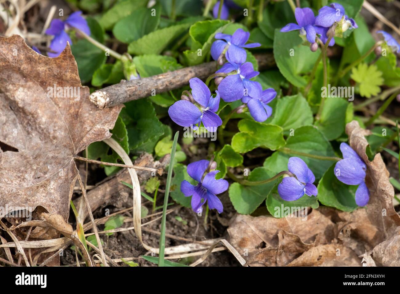 Selective focus of creeping violet flowers growing in a forest ground ...