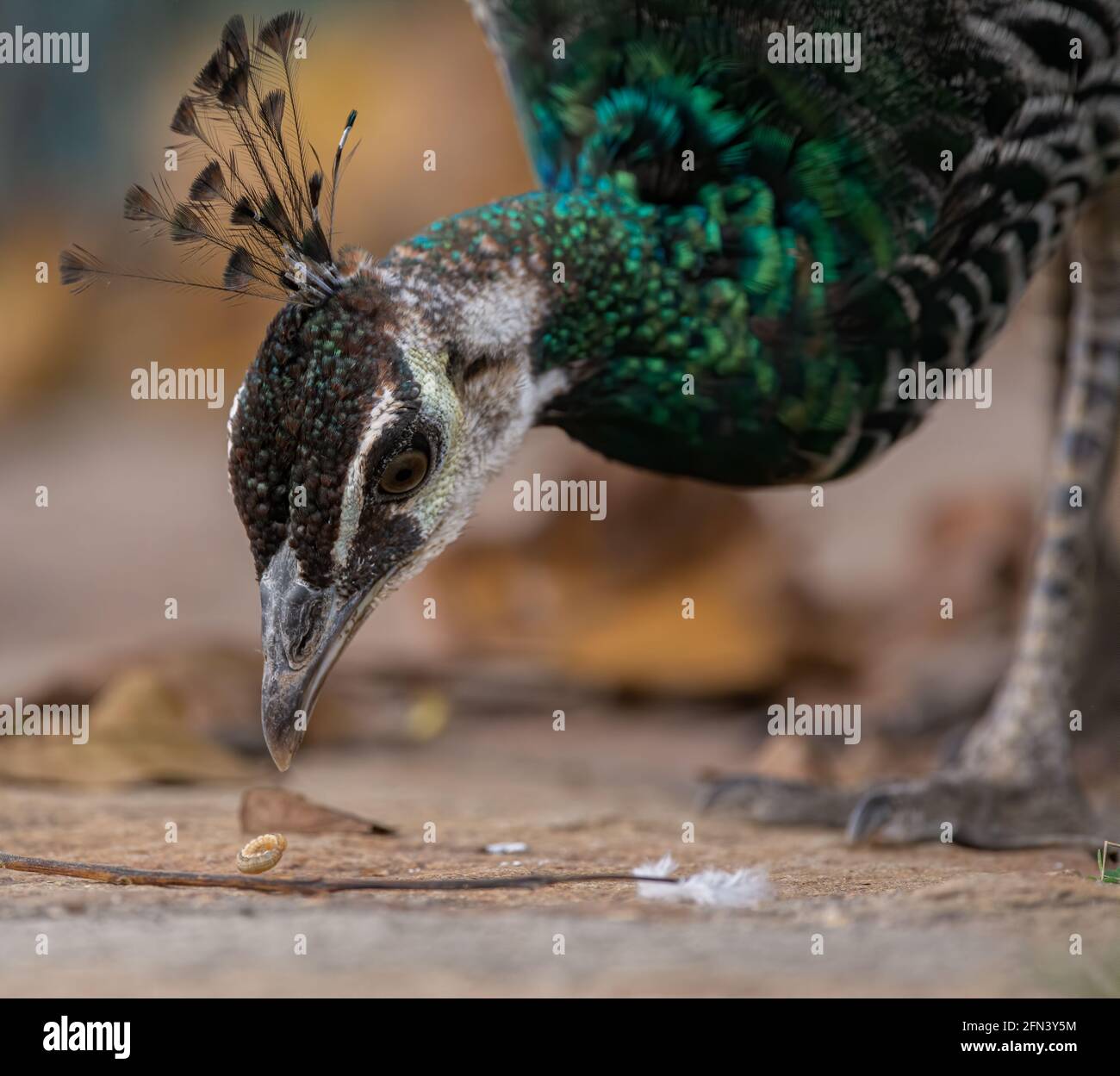 Indian peafowl (Pavo cristatus), also known as the common peafowl, and ...