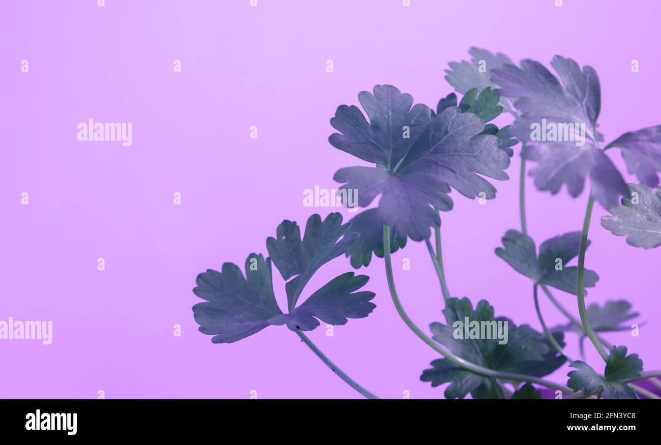 Parsley plant with purple background. Seasoning for cooking. Macro ...