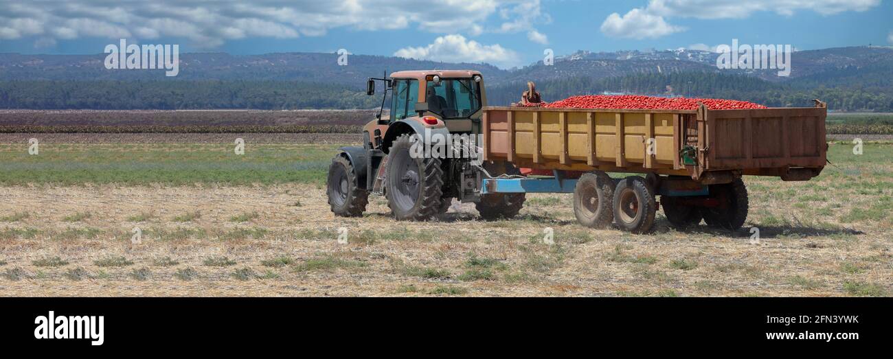 Agriculture field. Tractor with a trailer full of fresh tomatoes in an ...
