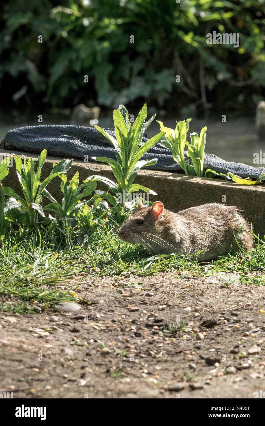 Wild Brown rat at the river Stock Photo - Alamy