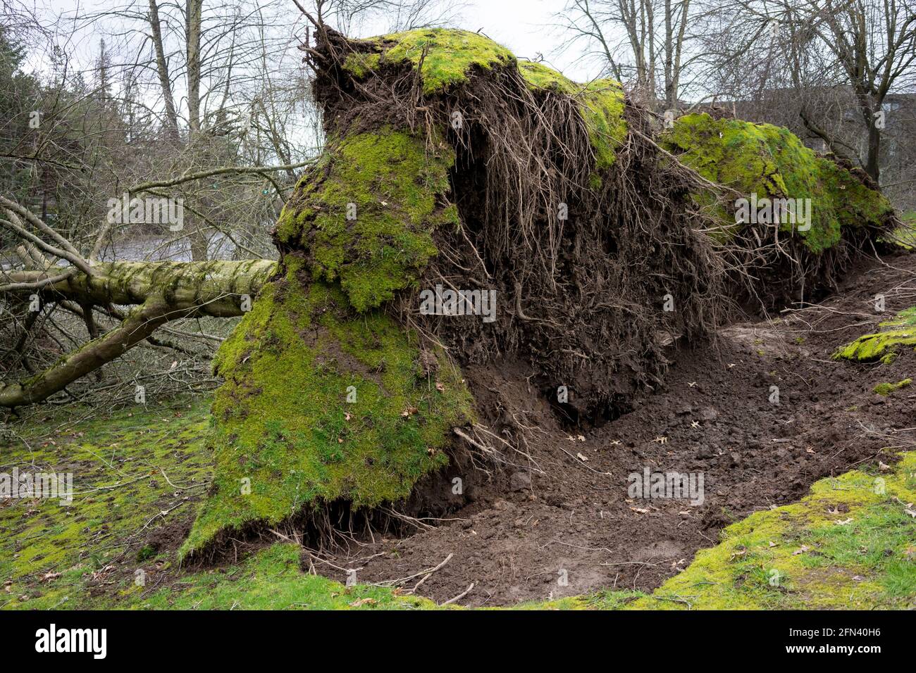 Severe damage to park tree hi-res stock photography and images - Alamy