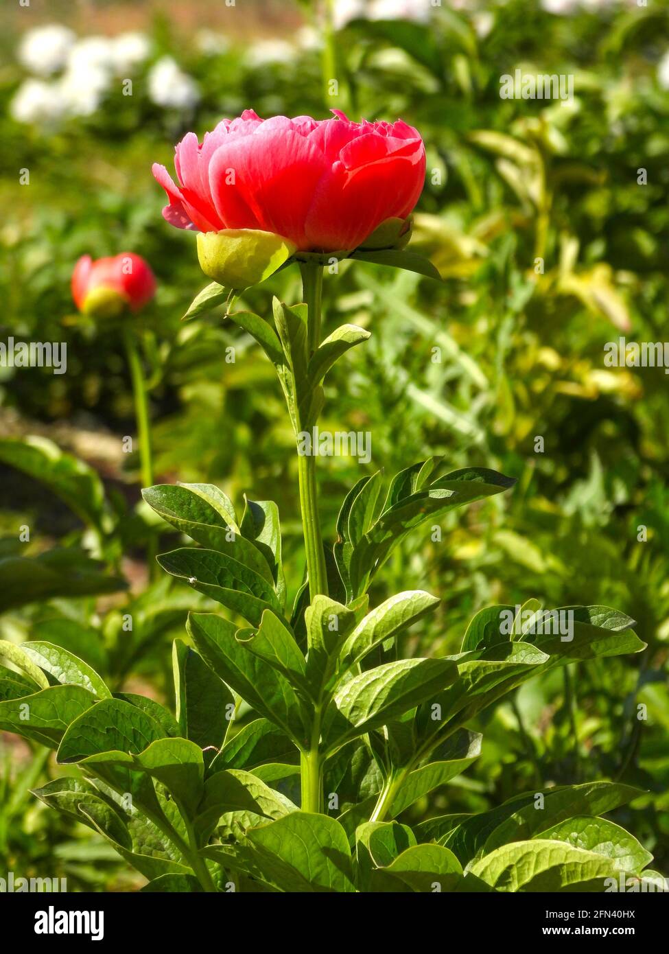 Close-up view of the head of a red-yellow peony against a background of ...