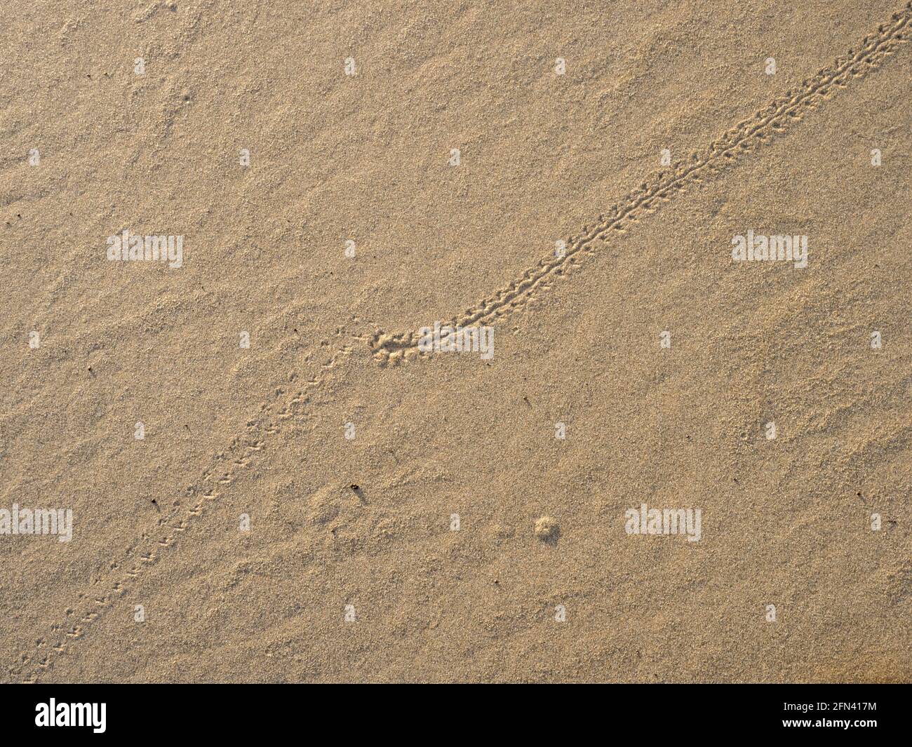 Insect tracks in the beach sand, Norman Beach, Wilsons Promontory ...