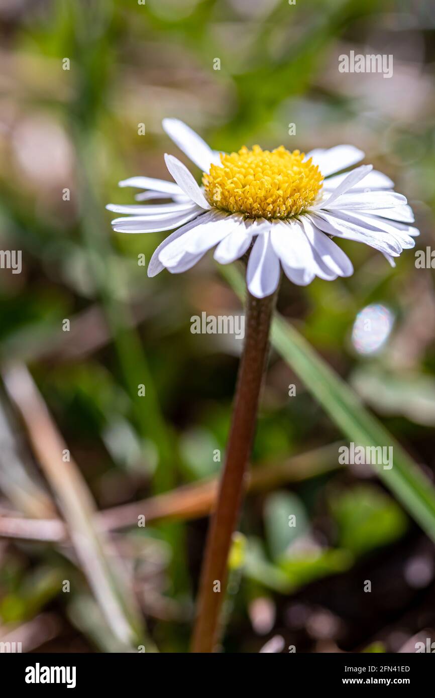 Daisy plant in the forest, macro Stock Photo - Alamy