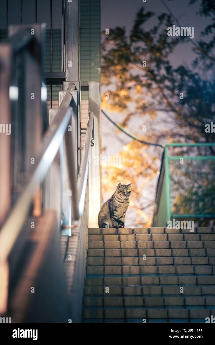 Stray cat in garden, middle of urban distract, residential area of Hong ...
