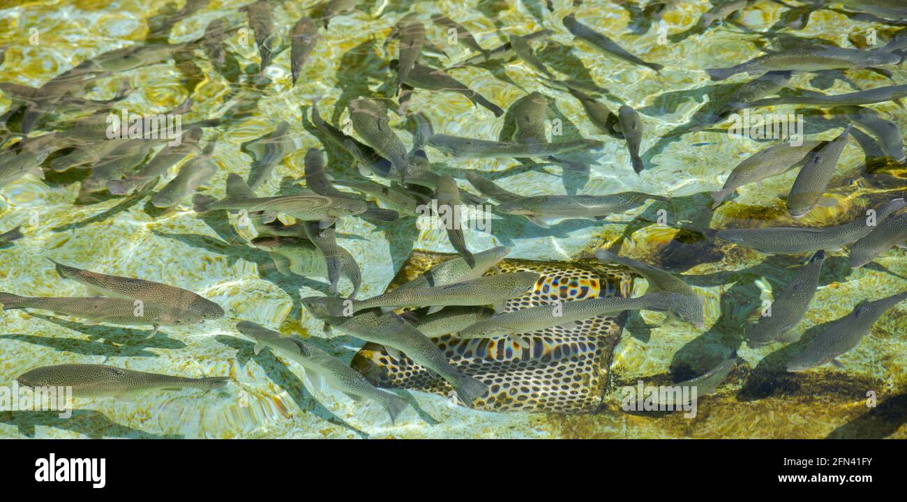 Shoal of Brown trout, Salmo trutta, in fish farm. Photo taken in the ...
