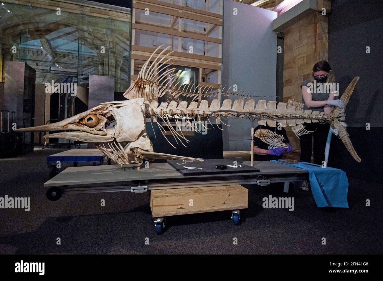 A member of staff tightens screws on a Marlin skeleton, before it goes ...