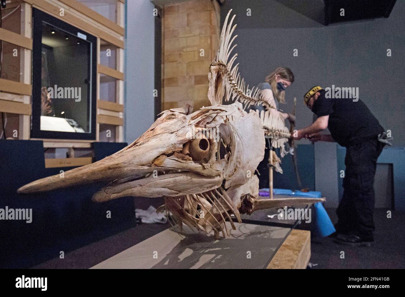 A member of staff tightens screws on a Marlin skeleton, before it goes ...