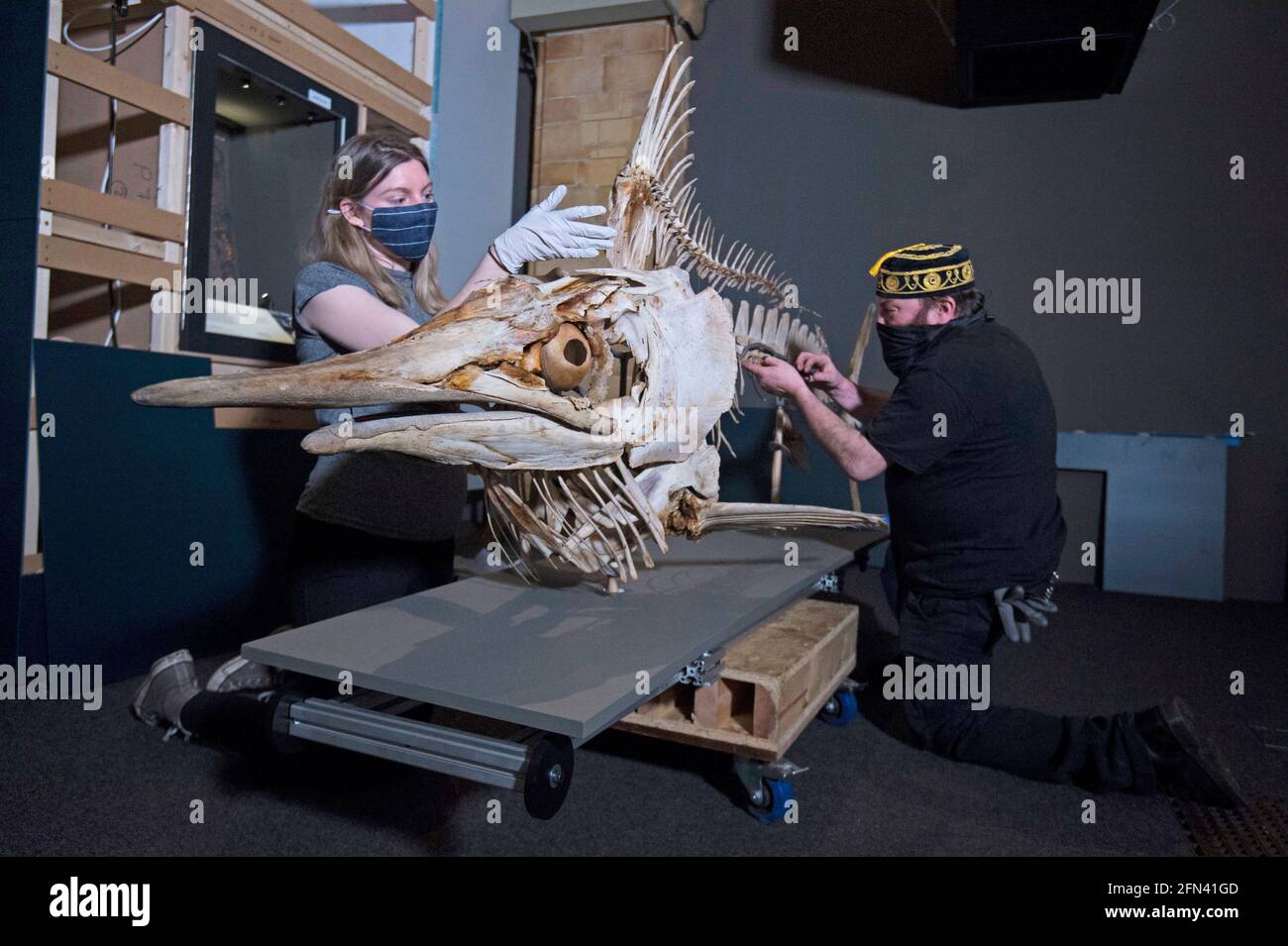 Member of staffs tighten screws and paint a Marlin skeleton, before it ...