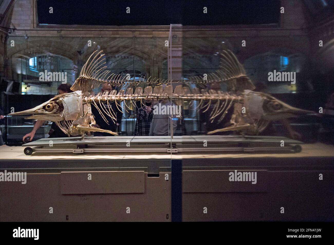 Installed display natural history museum hi-res stock photography and ...